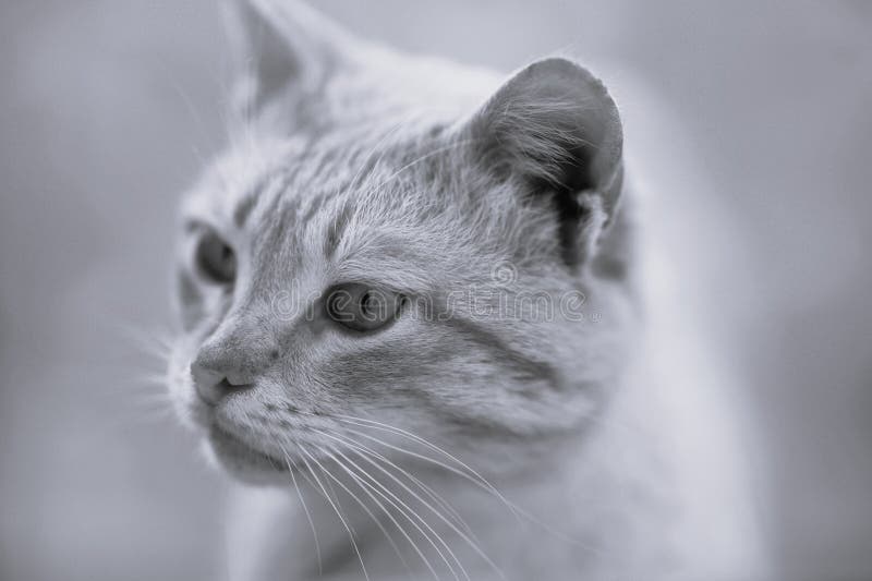 Serious Closeup Portrait of a Cat. BW Photo Stock Photo - Image of close, side: 310999742