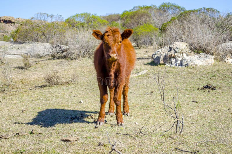 Serious Cow stock image. Image of blue, eating, cute - 43811583