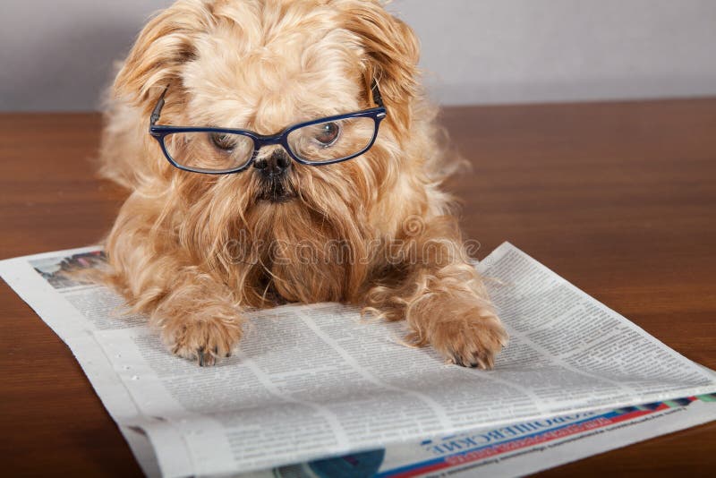 Serious dog stock image. Image of funny, read, glasses - 24142551