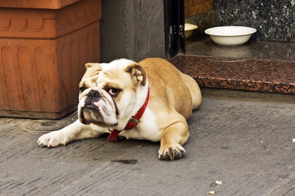 Serious dog stock image. Image of humor, learned, grace - 2780437