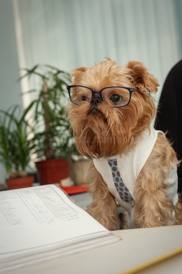 Dog - in office stock photo. Image of griffon, office - 104658156