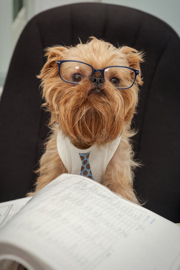 Dog accountant stock image. Image of working, folder - 26314255