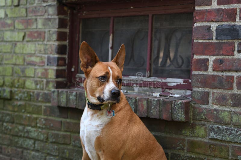 Serious Dog stock image. Image of shepherd, serious, worry - 99791793