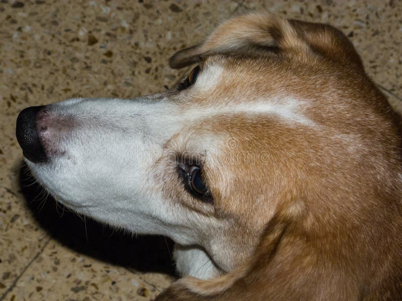 The serious dog stock image. Image of dogs, full, looking - 125695143