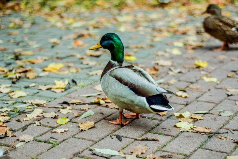 Serious duck stock photo. Image of duck, amazing, nice - 45788578