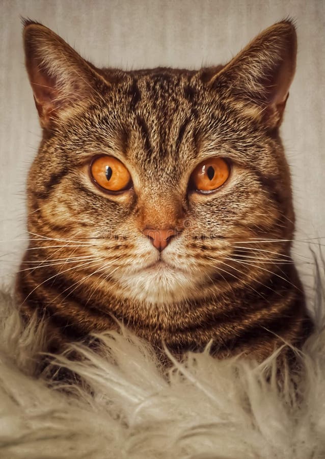 Serious Expression. Cat Portrait Stock Image - Image of serious, snout ...