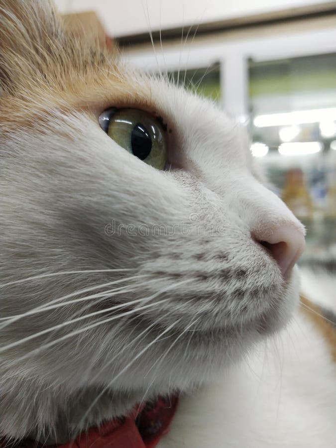 A Serious Cats while Took a Picture Stock Image - Image of serious ...