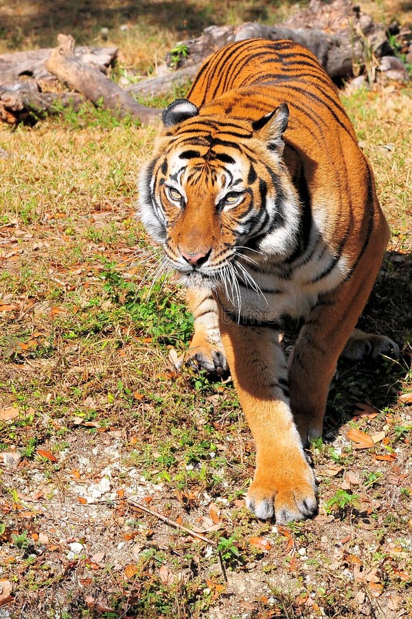Serious female tiger stock image. Image of curious, portraits - 24941493