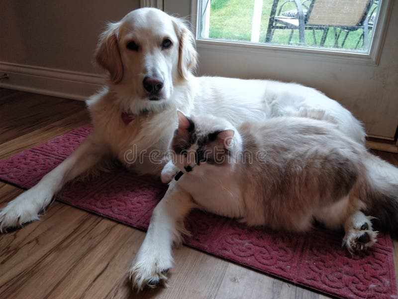 Kitty cute stock image. Image of serious, kitty, cute - 127156189