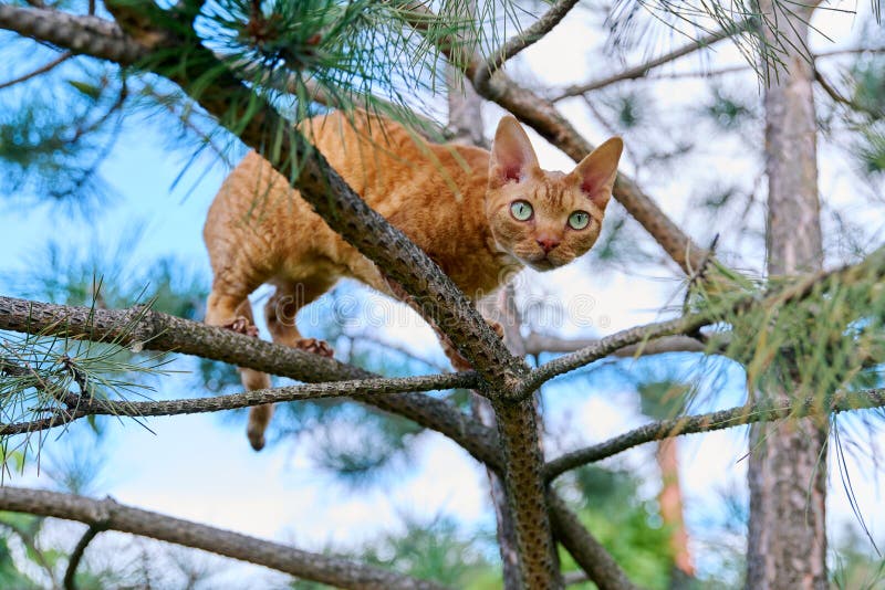 Serious Ginger Cat Devon Rex on a Tree Attentively Watching Hunts Stock ...