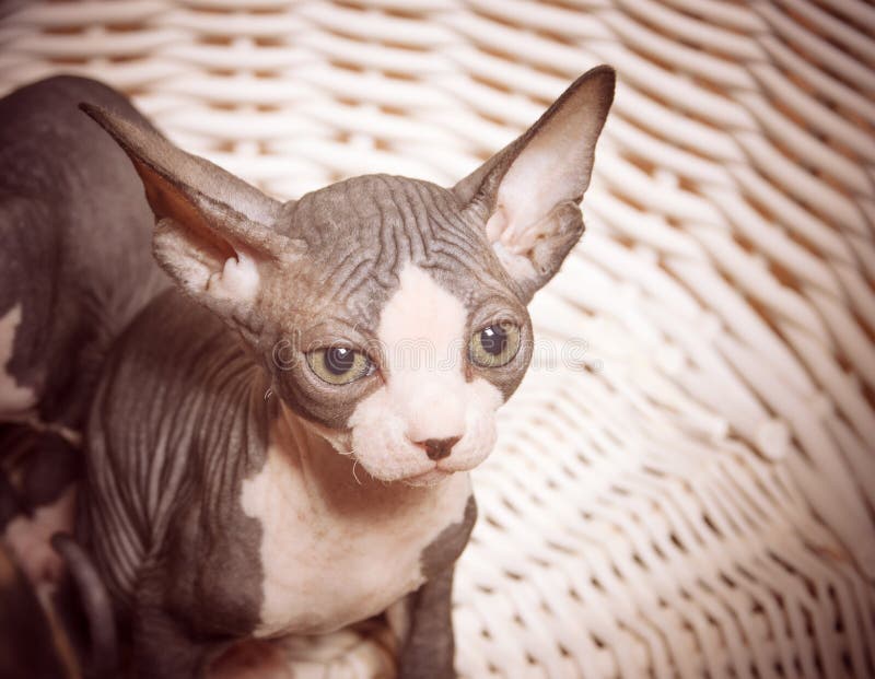 Serious Gray Little Sphynx Looking at the Camera Stock Image - Image of ...