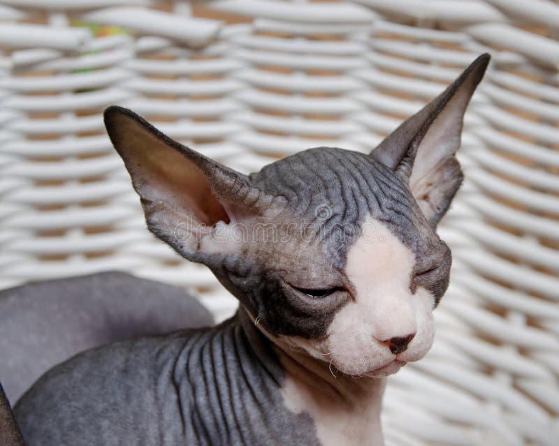 Serious Gray Little Sphynx Looking at the Camera Stock Image - Image of ...
