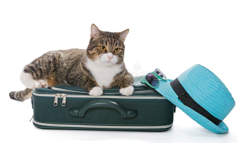 Serious Grey Cat Sitting on a Green Suitcase Stock Photo - Image of ...
