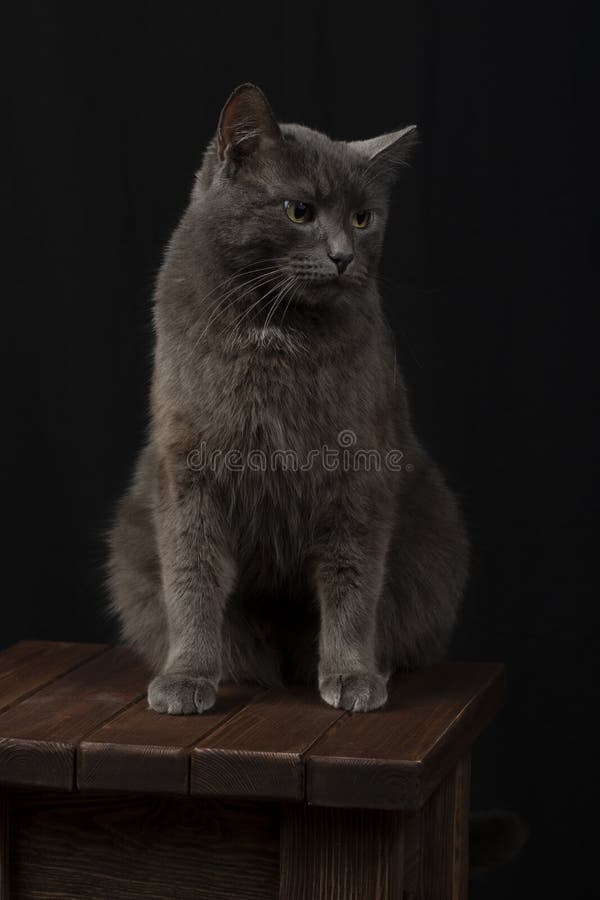A Serious and Judgmental Black Cat on a Black Background.Studio ...