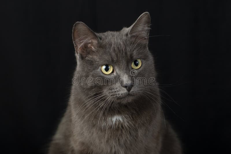 A Serious and Judgmental Black Cat on a Black Background.Studio ...
