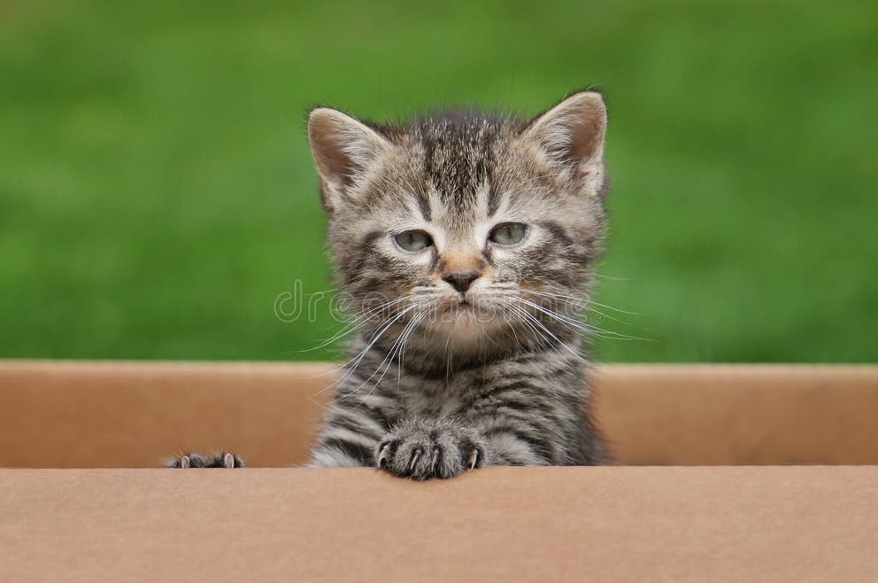 Serious kitten in a box stock image. Image of colorful - 120492501