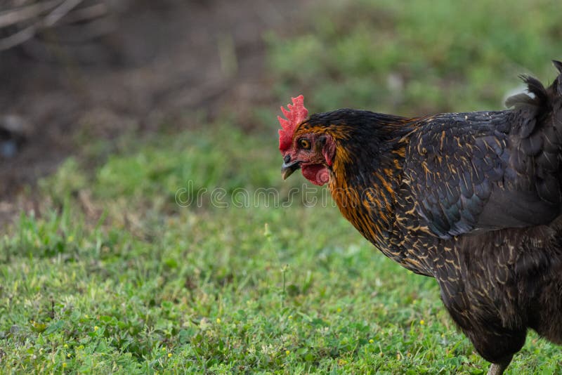Serious Looking Backyard Chicken with Nice Colors Stock Photo - Image ...