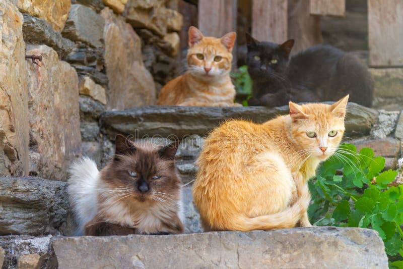Serious-Looking Cats of Different Colors Perched on a Staircase. Stock ...