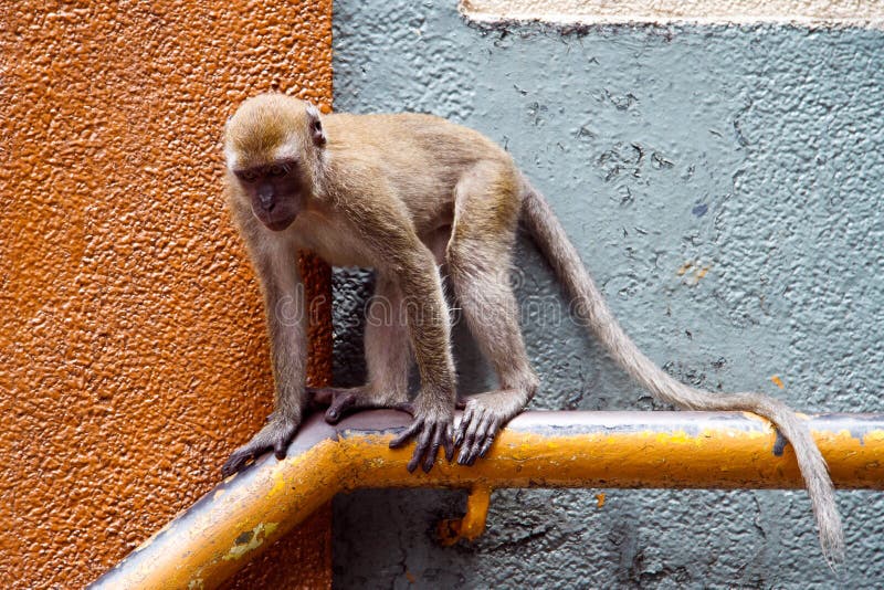 1,256 Serious Monkey Stock Photos - Free & Royalty-Free Stock Photos ...