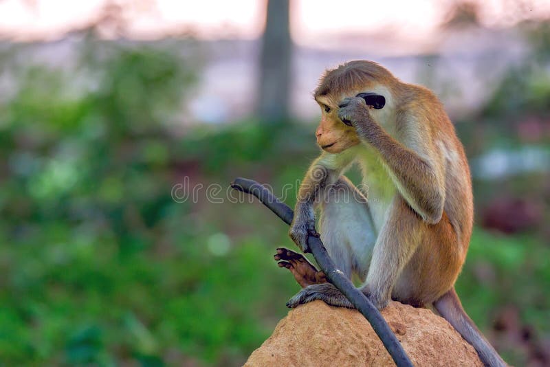 Serious Monkey Holding Stick Stock Photo - Image of macaque, forest ...