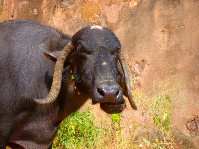 Serious Ox stock image. Image of face, emotion, look - 32752313