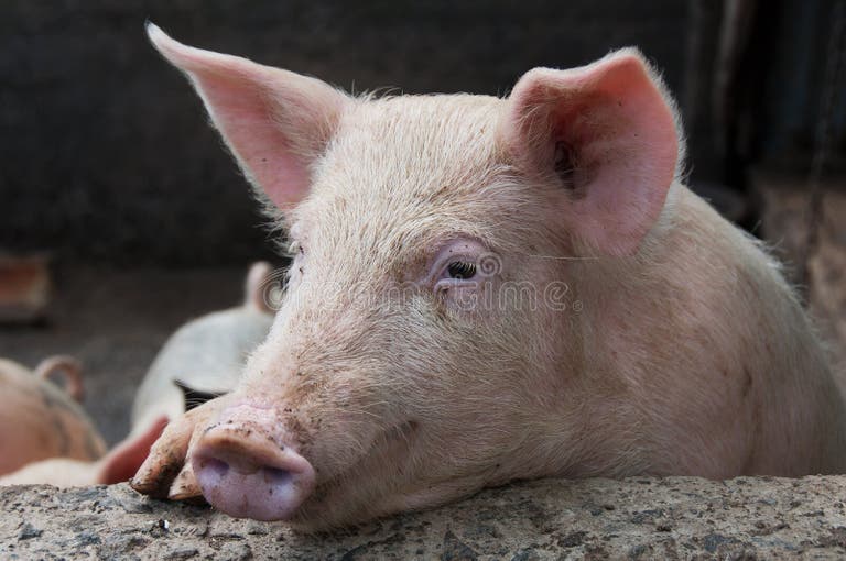 1,380 Pig Sty Stock Photos - Free & Royalty-Free Stock Photos from ...