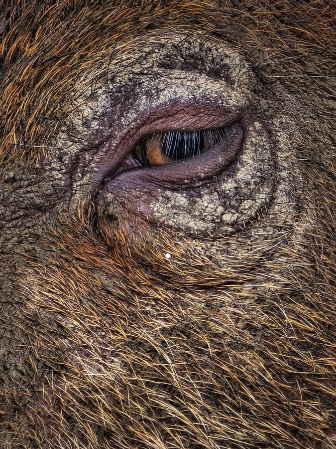 Serious pig eyes stock image. Image of animal, pork - 370035601