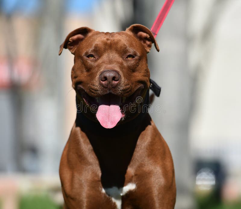 A Serious Pitbull Dog in the Park Stock Photo - Image of muscular ...