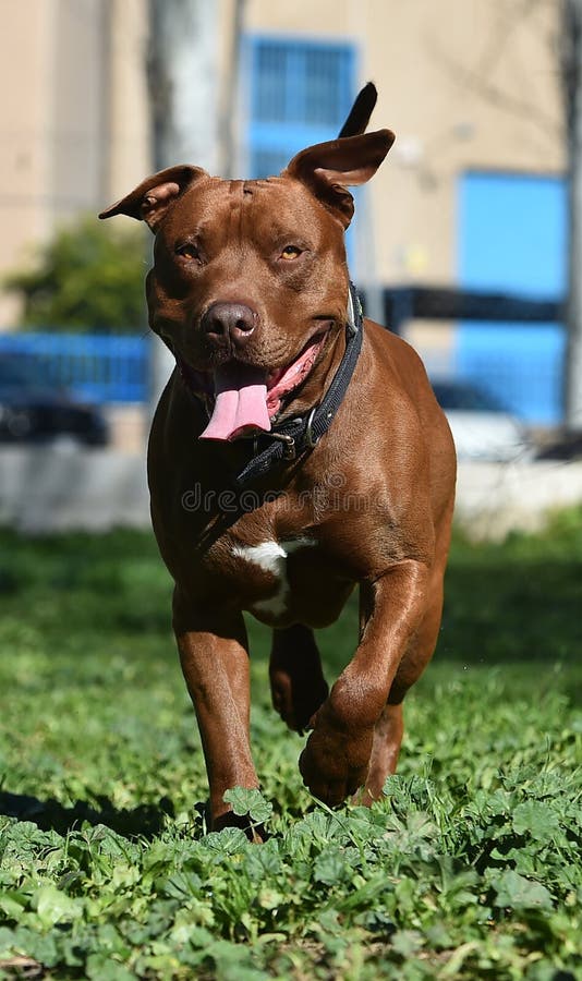 A Serious Pitbull Dog in the Park Stock Photo - Image of puppy, mammal ...