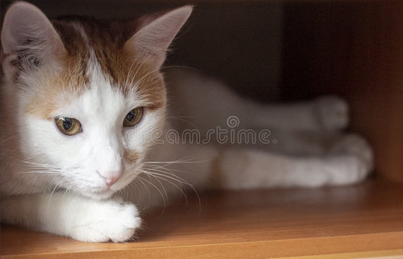 Cat in Isolation at Home on the Krantin Stock Photo - Image of kitten ...