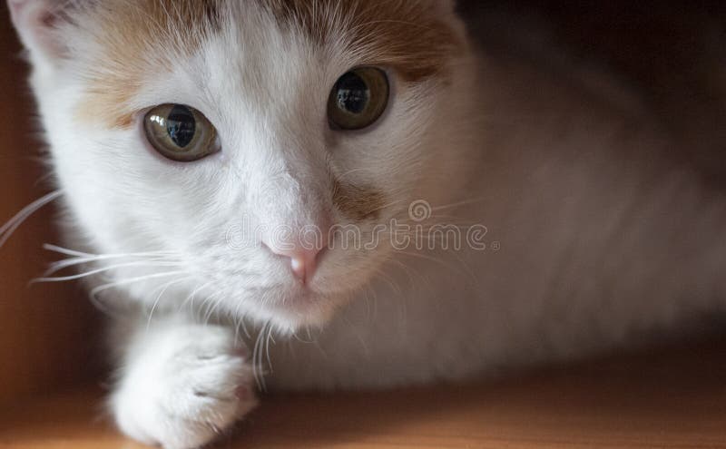 Cat in Isolation at Home on the Krantin Stock Image - Image of small ...