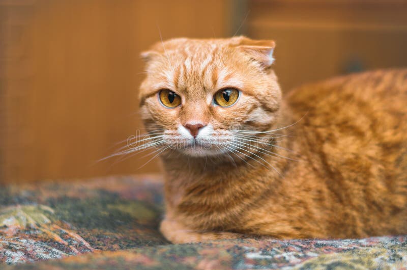 Serious Red Scottish Fold Cat Lies on the Rug. Stock Image - Image of ...
