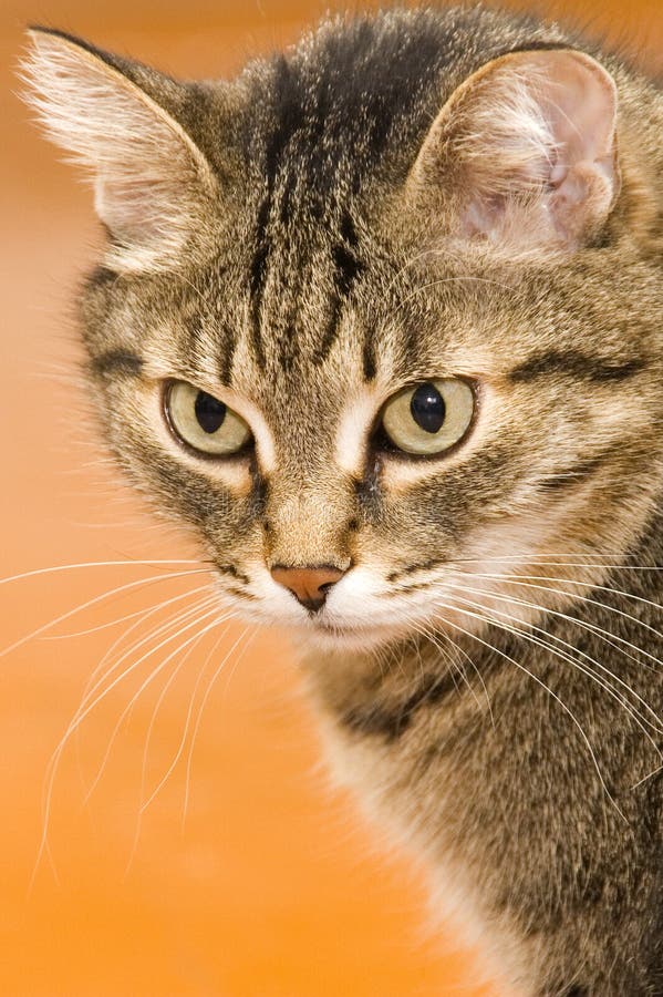 Angry Tabby Cat Stock Photos - Download 2,395 Royalty Free Photos
