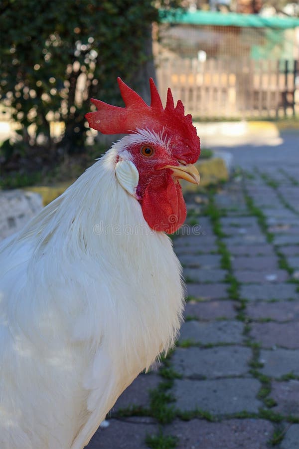 Cockerel stock photo. Image of cockerel, white, serious - 271526448