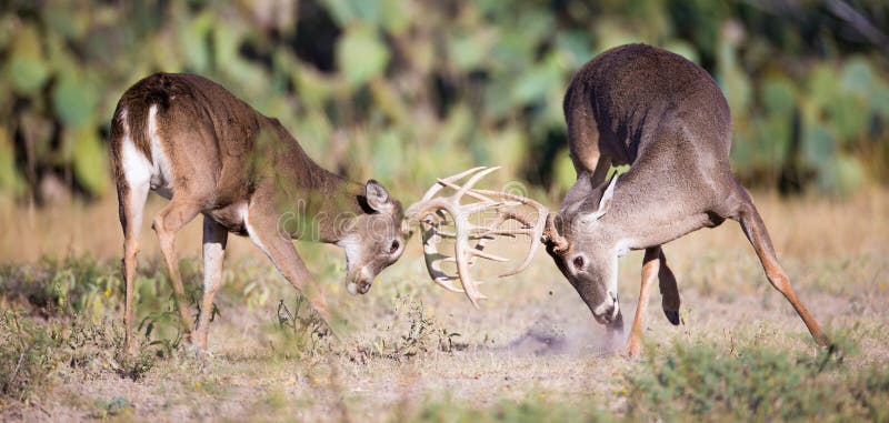 Whitetail fight stock photo. Image of massive, tracking - 80009570