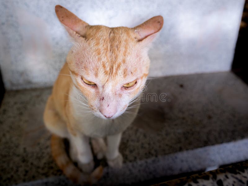 Serious Yellow Cat Face Sitting Stock Image - Image of away, feeding ...