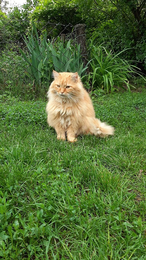 Seriouse red fluffy cat stock photo. Image of grass - 249480078