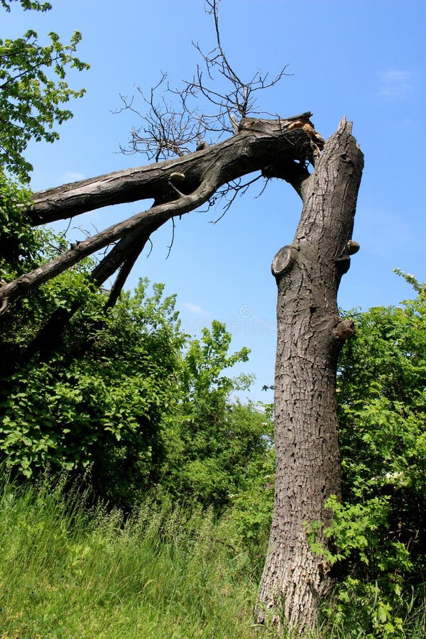 Seriously Broken Dead Tree in a Park with Bushes Around Stock Image ...