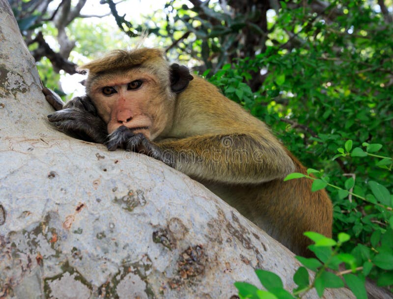 Seriuos Monkey Seat on Tree Stock Image - Image of funny, forest: 50572713