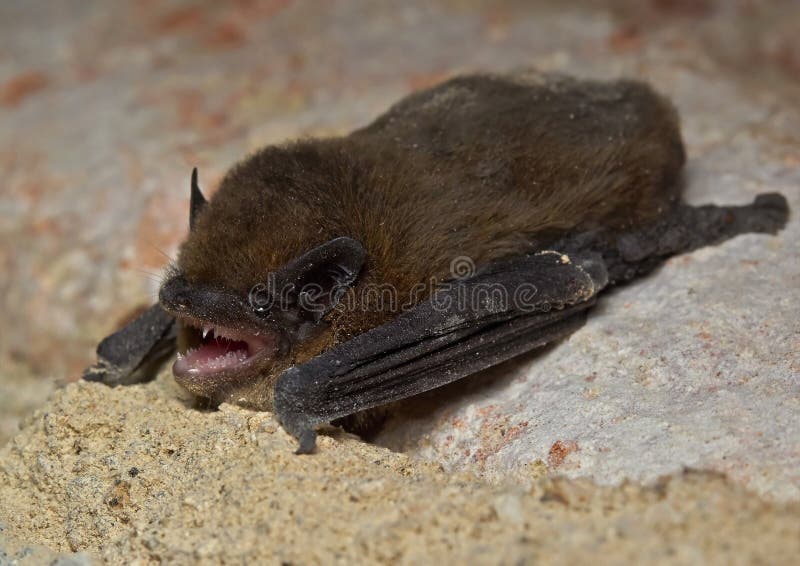 Serotine Bat Eptesicus Serotinus Stock Image - Image of eptesicus ...