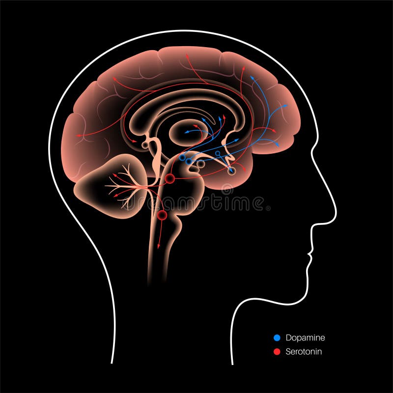 Serotonin and Dopamine Pathway Stock Vector - Illustration of synapse ...