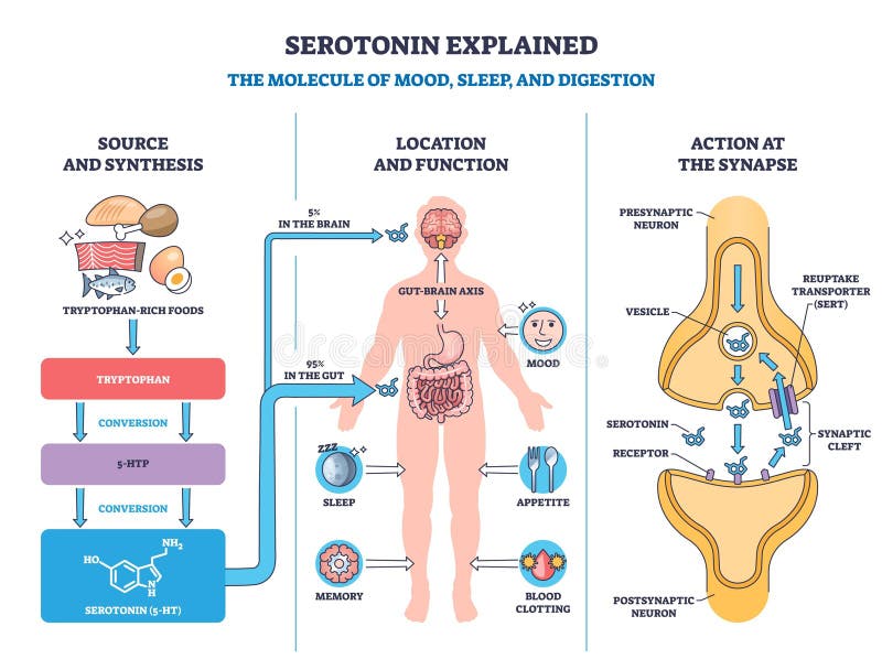 Serotonin Explained with a Visual Outline Showing Synthesis, Body Locations, ... Stock ...