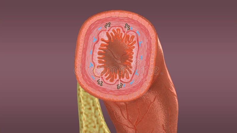 Serous membrane or Serosa stock footage. Video of anatomical - 49900630