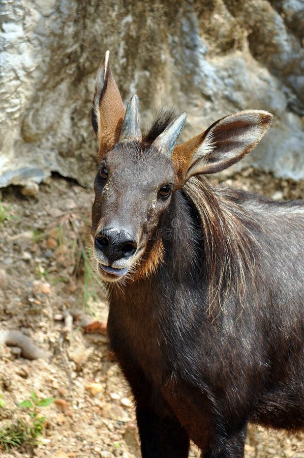 Serow stock photo. Image of mountain, mammal, wild, tropical - 31696588