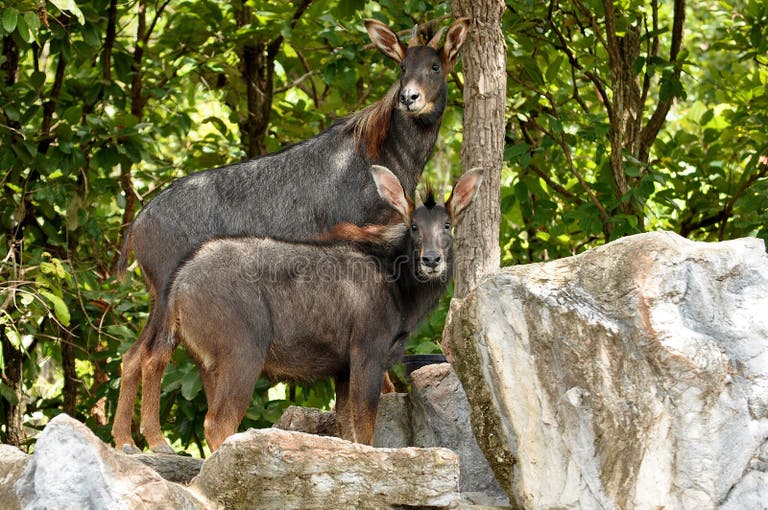 248 Goat Serow Stock Photos - Free & Royalty-Free Stock Photos from ...
