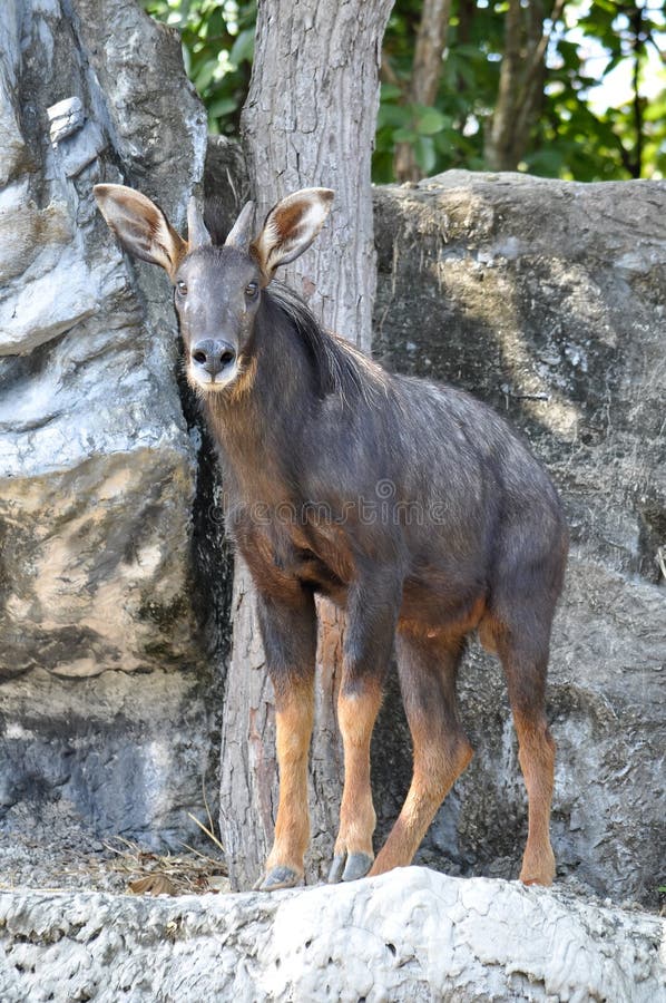 Serow stock photo. Image of mountain, mammal, wild, tropical - 31696588