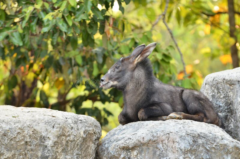 Serow stock photo. Image of mountain, mammal, wild, tropical - 31696588