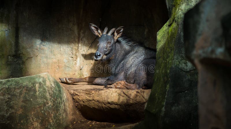 The serow stock image. Image of biology, life, cave, conservation ...