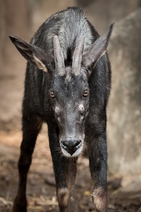 The serow stock photo. Image of black, living, body, conservation ...