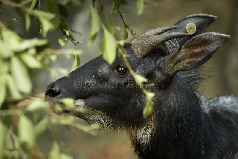 The serow stock image. Image of leaf, head, jungle, habitat - 75425723